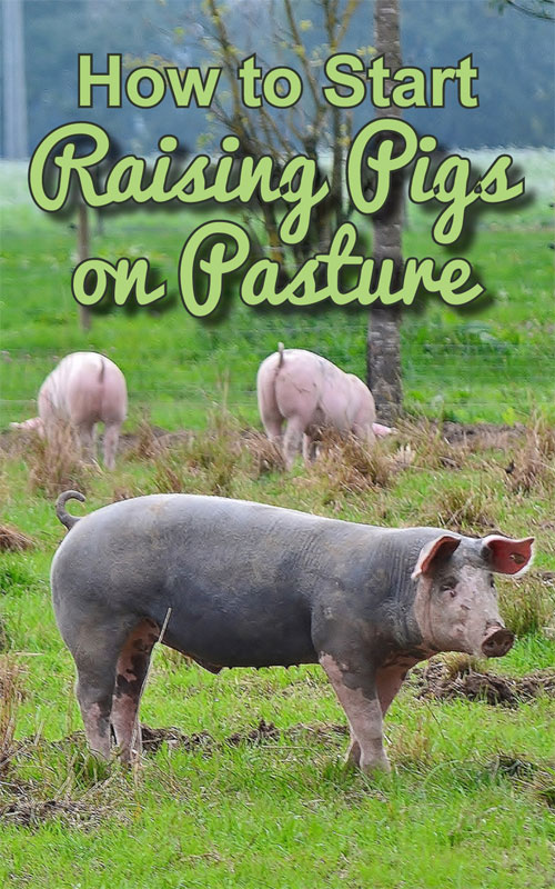 How to Start Raising Pigs on Pasture - Countryside